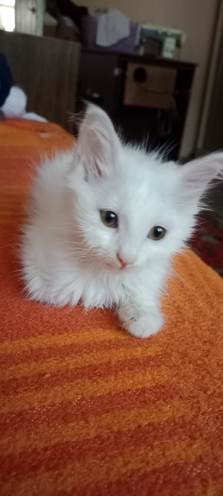 Продаётся котёнок 2,5 месяца