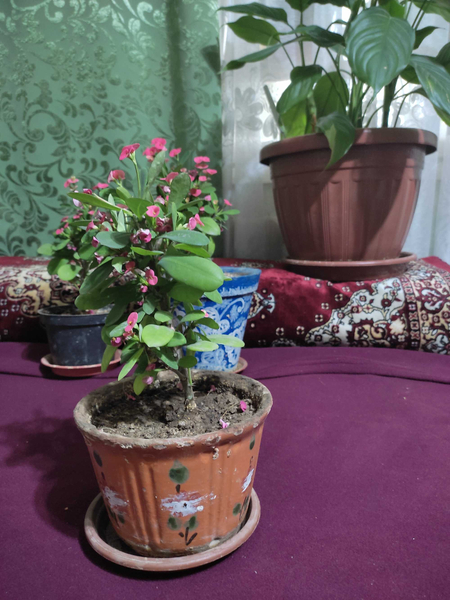 Комнатные растения
