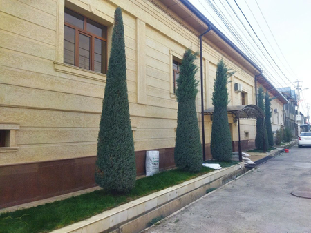 Газон екиш, Арча кесиш, дорилаш хизмати 30 000