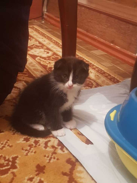 Котята вислоухие