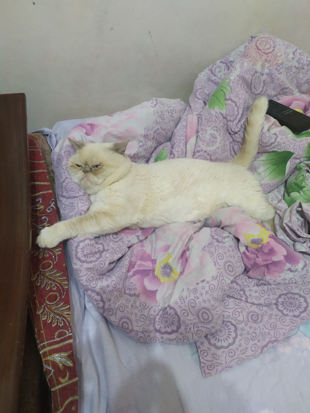 Кот Экзот приглашает на вязку