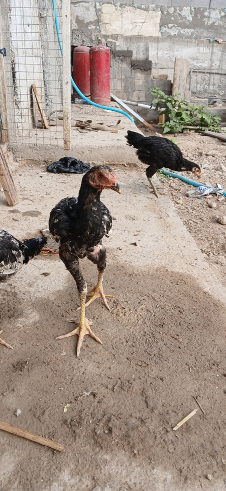 Dakang jo\\\'jalar sotiladi