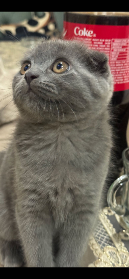 Котёнок породистый, вислоухий, скоттиш фолд