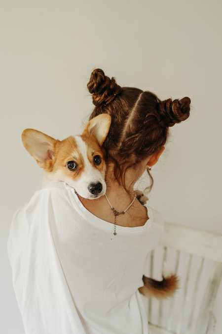 Клубные щенки вельш корги пемброк