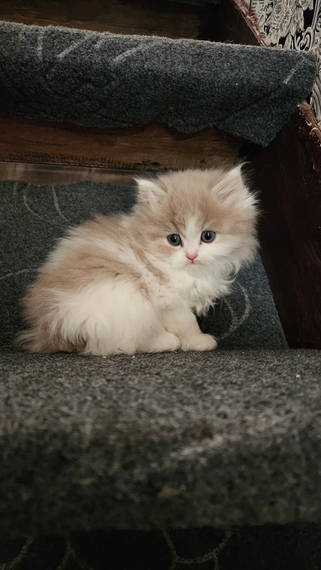 СКОТТИШ Страйт Хайланд