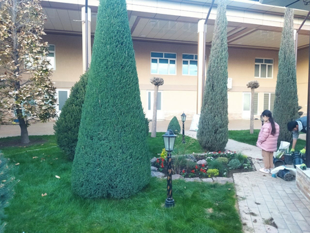 Archa kesish va ekish, dorilash, gazon ekish, landshaft ishlari