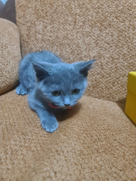 Mushuk sotiladi 60$