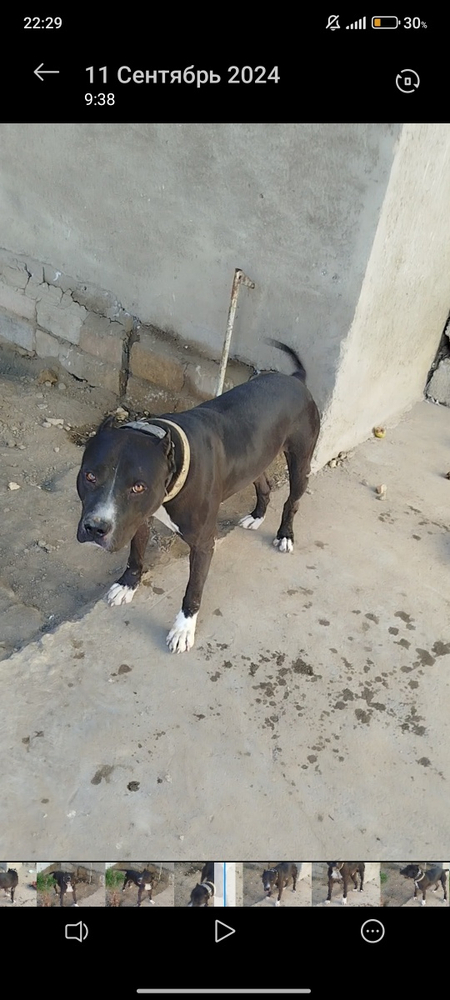 Pit bul sotiladi