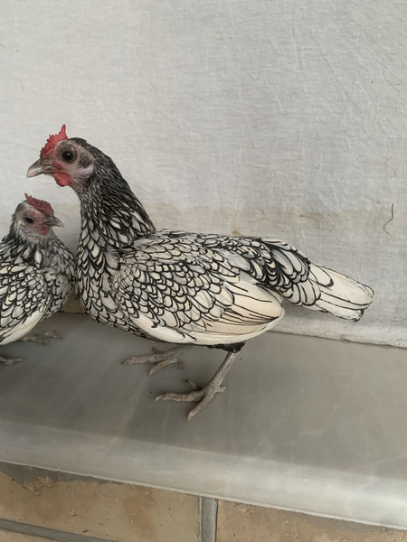 Sibrayt serebristi 1+4 tovuqlar tuxumda