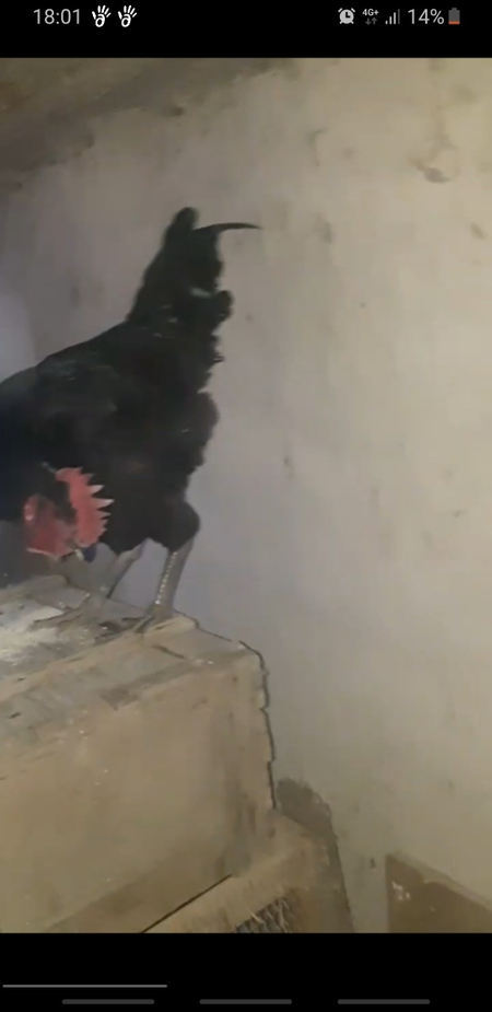 Qora shahzoda xo'rozlari