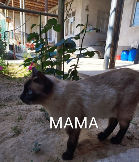 Продаётся сиамские котята.