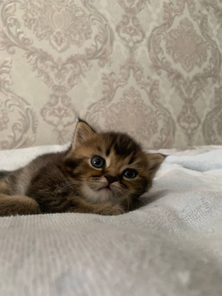 Котята вислоухии