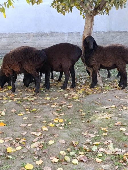 Qozi qochqorlar sotiladi