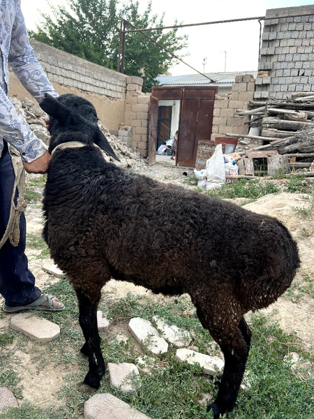 Avg'on qochqor qoylar