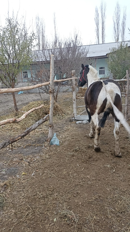От сотилади 3 йош