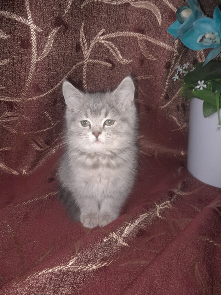 Шотландский страйт
