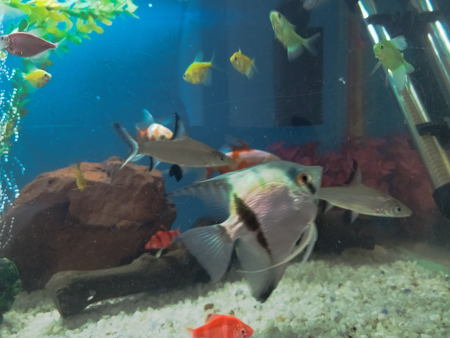 Akvarium mirniy baliqlari sotiladi