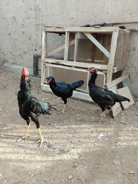 Kulangi tuxumlari