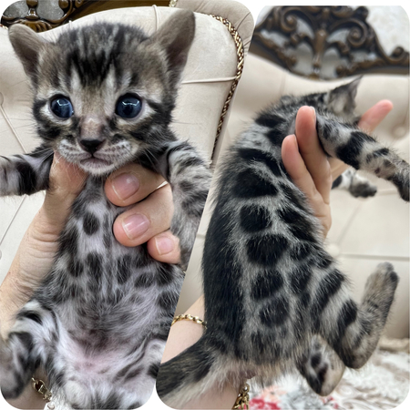 Бенгалские котята