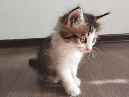 Котята отдаются даром