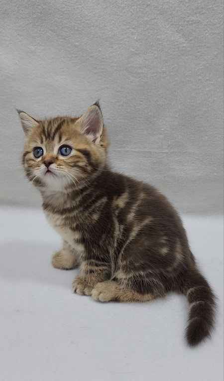 шотландка хайленд котёнок