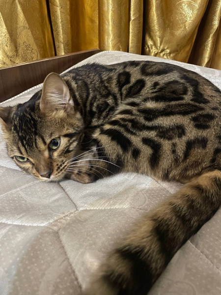 продоём бингальскую кошку