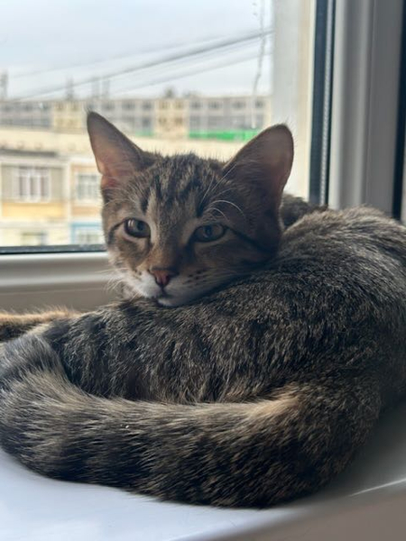 Отдаю котенка в добрые руки !