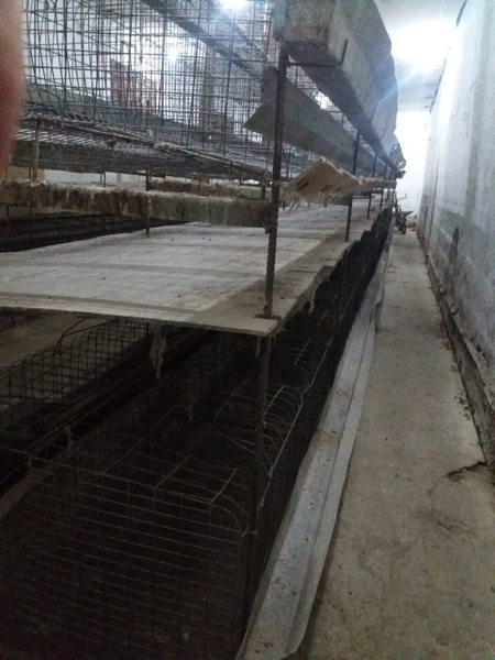 Несушка учун клетка 1100 товук учун