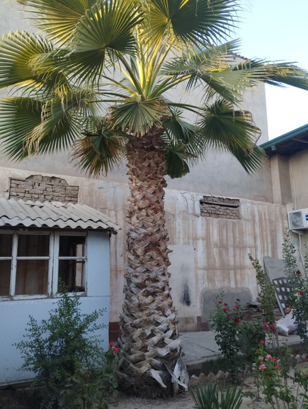 Palma sotiladi 10yilik