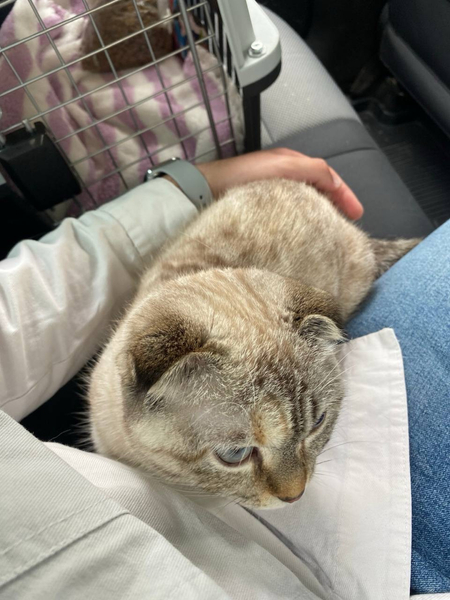 Scottish Fold вислоухая