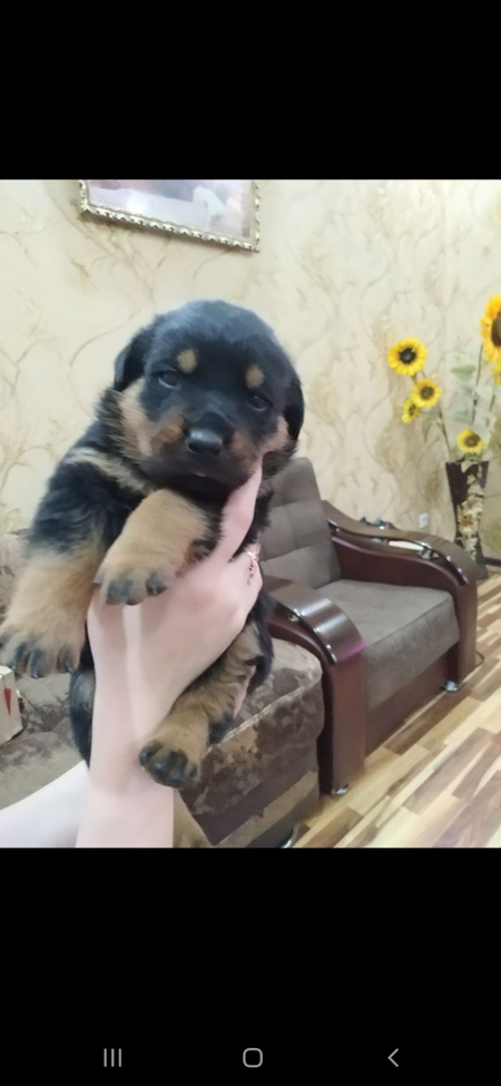 Передержка домашних животных