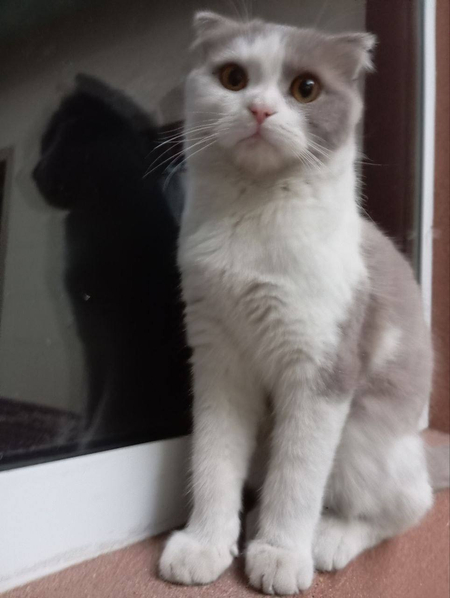 Mushuk sotiladi Scottish fold