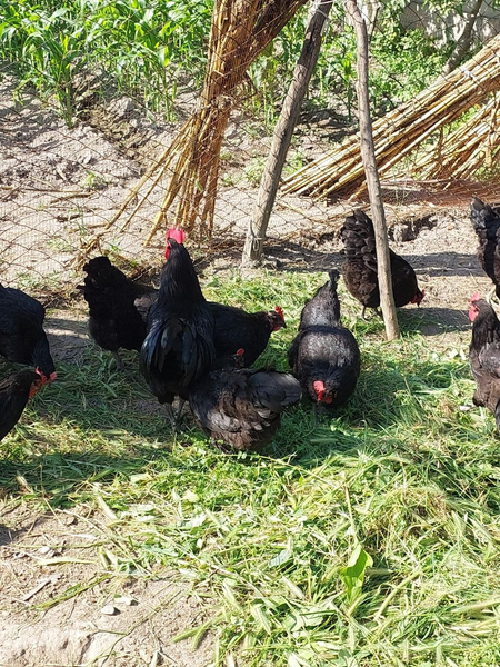 Jers Qora Shag'zoda 1+9 sotiladi