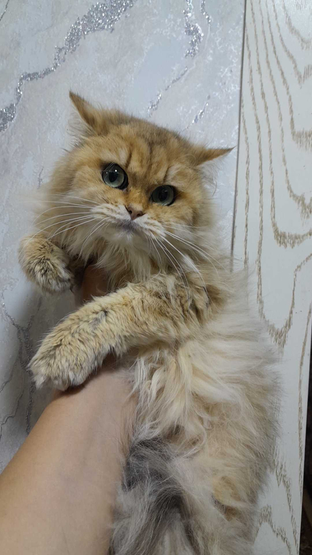 Zalatoy shinshila heyland