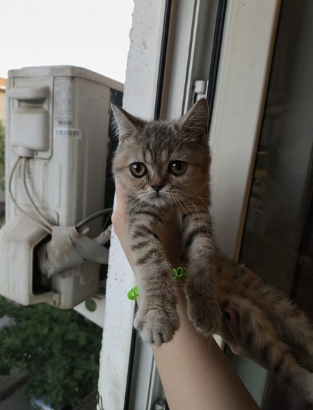 Британские котята