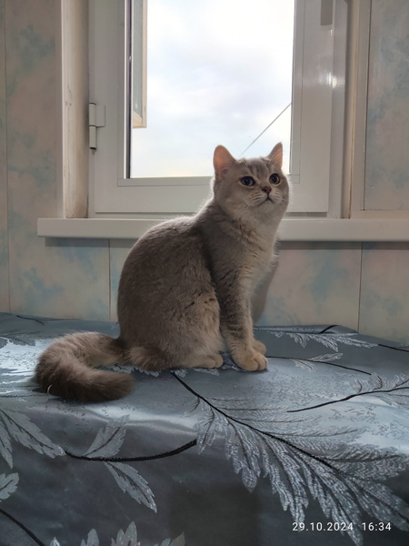 Продается котенок британца
