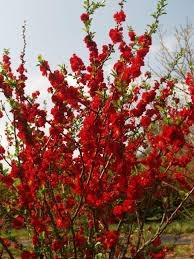 Японская айва кучатлари