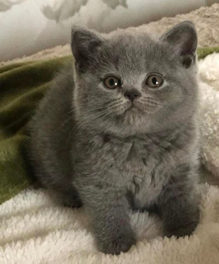 Продаются котята