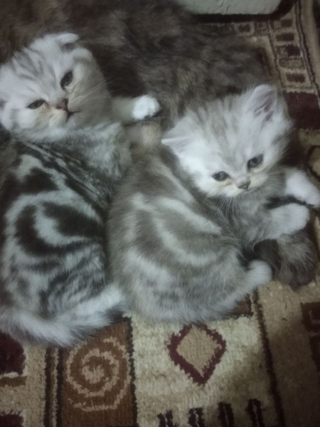 Вязка опытный кот шиншилла