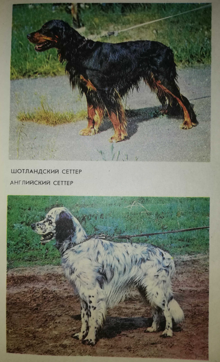 Книга ''Охотничье Собаководство''