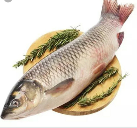 Tirik balu sotiladi Damachi baliq