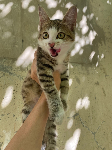Котик в добрые руки бесплатно
