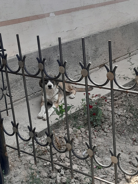Пристраиваем в хорошие руки  персик