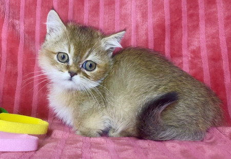 Котята породы манчикин