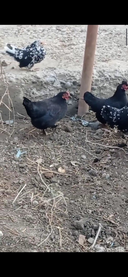 Продам 5 штук японское кур
