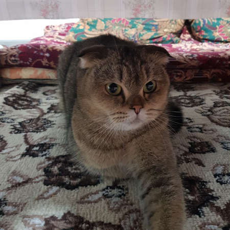 Кошка скоттиш фолд связка девочка