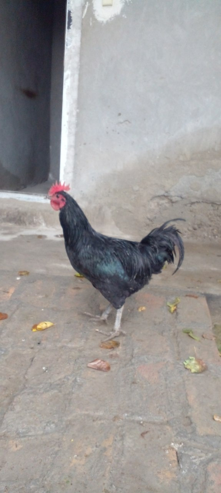 Qora tovuq Xoʻrozlari