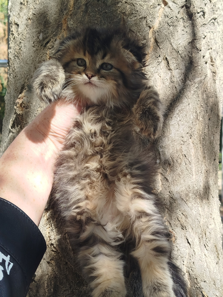 Скоттиш фолд котята