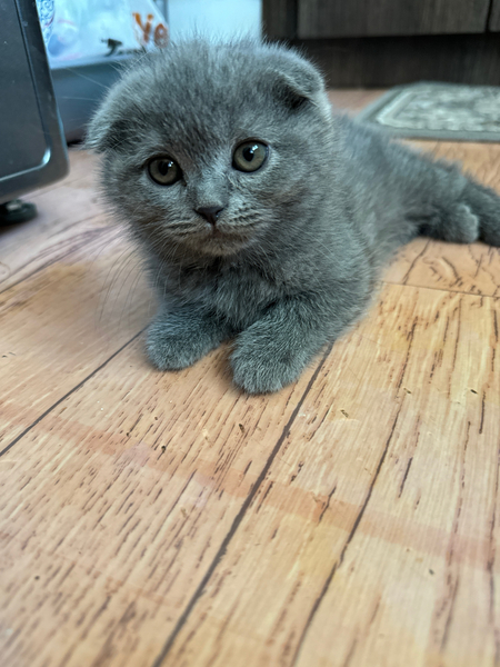 Mushuk Scottish fold 2 oylik