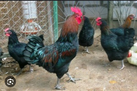 Jojalari sotuvda